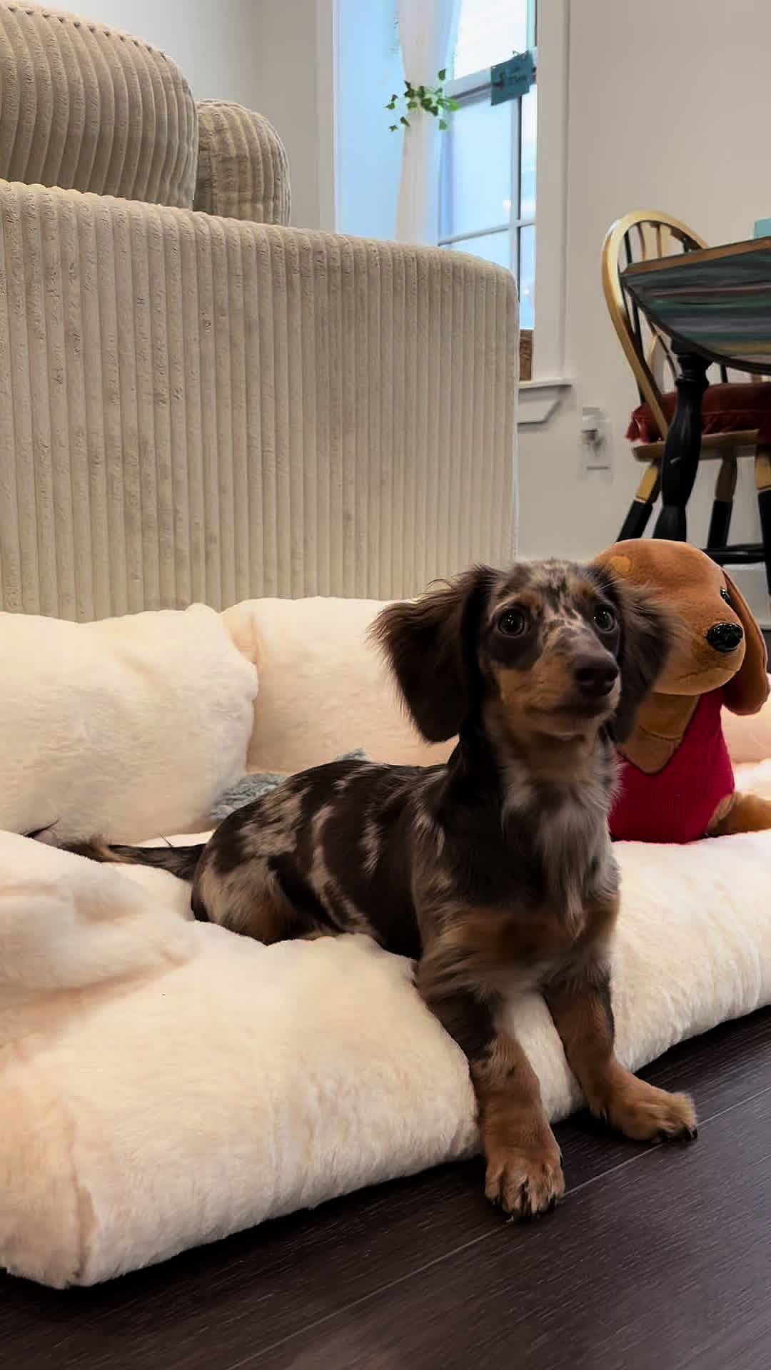 Found my twin dog, but it’s a toy!