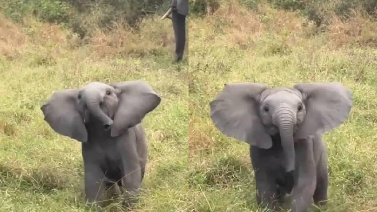 El pequeño elefante que quiso intimidar turistas en Sudáfrica y se ...