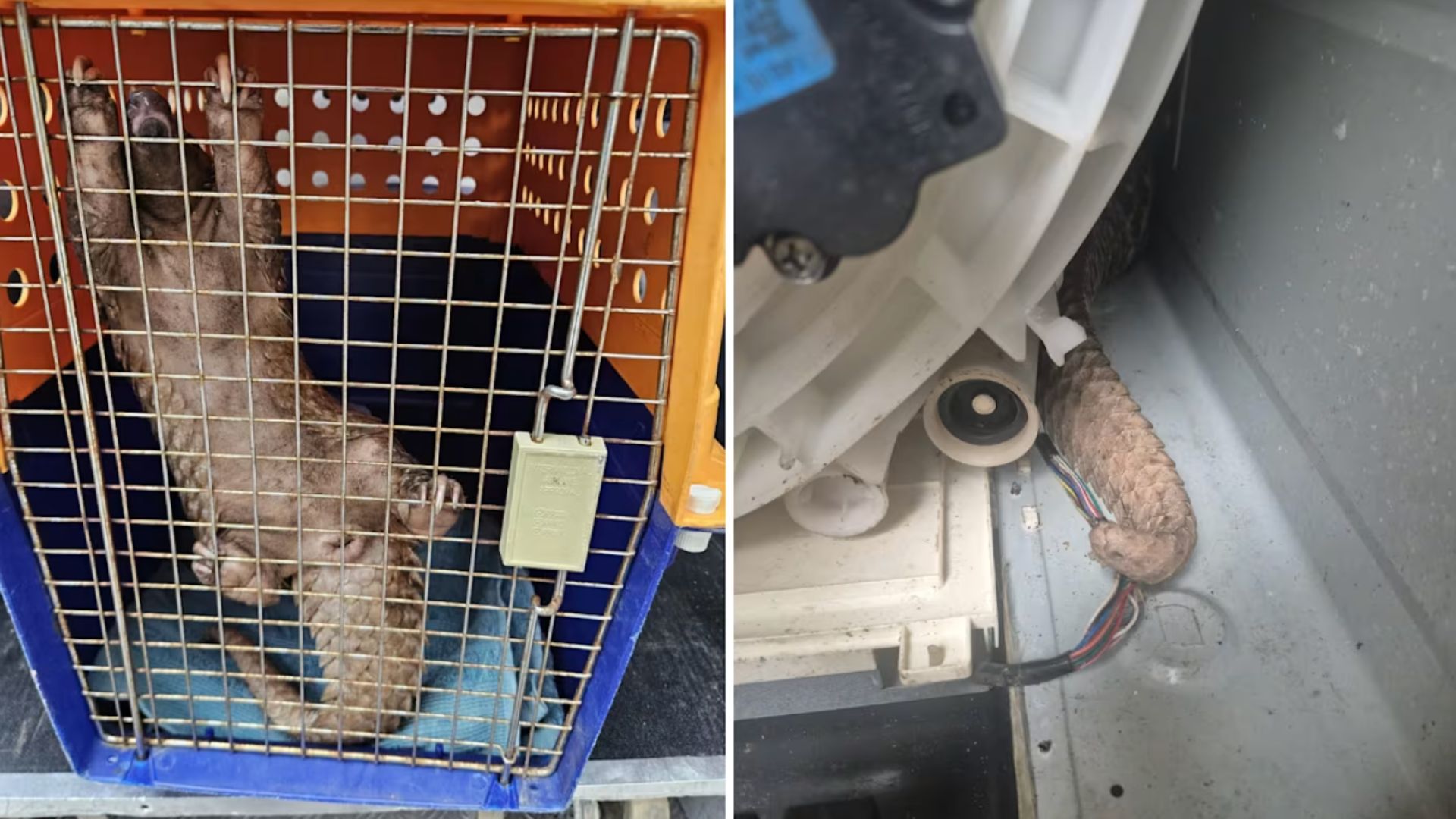 Bukit Batok residents shocked to find pangolin inside washing machine