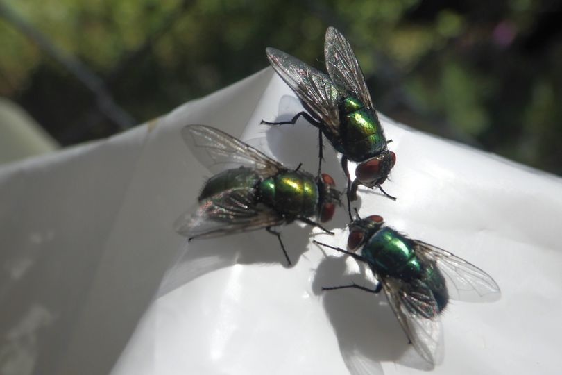 Get rid of flies from your home with £1 homemade solution that actually ...