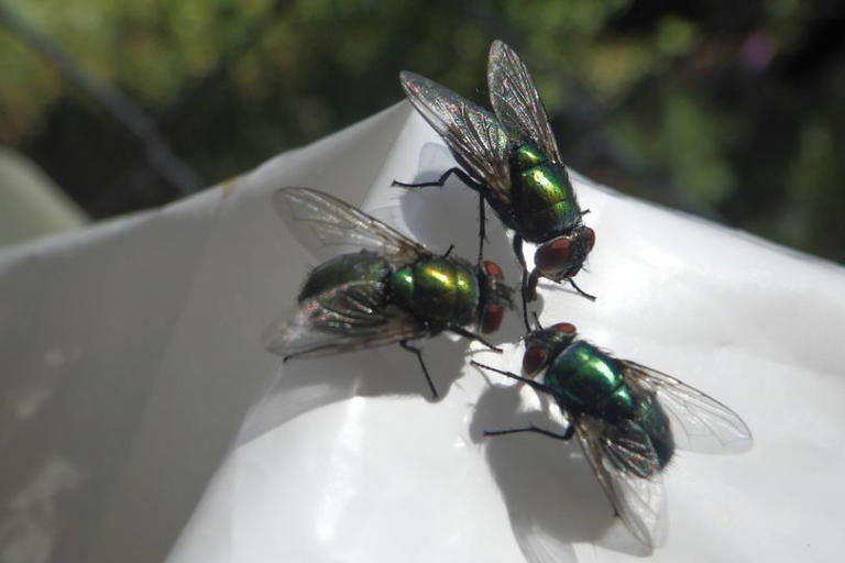 Get rid of flies from your home with £1 homemade solution that actually ...