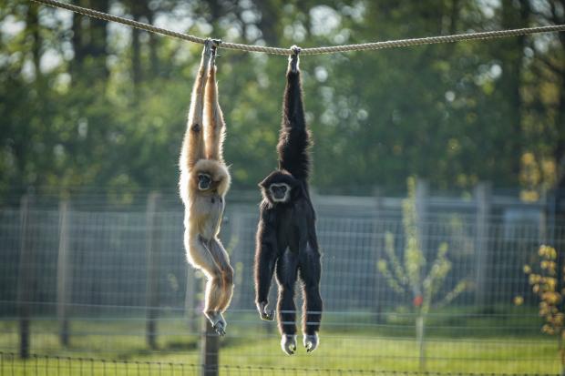 Yorkshire Wildlife Park celebrates arrival of rare species from around ...