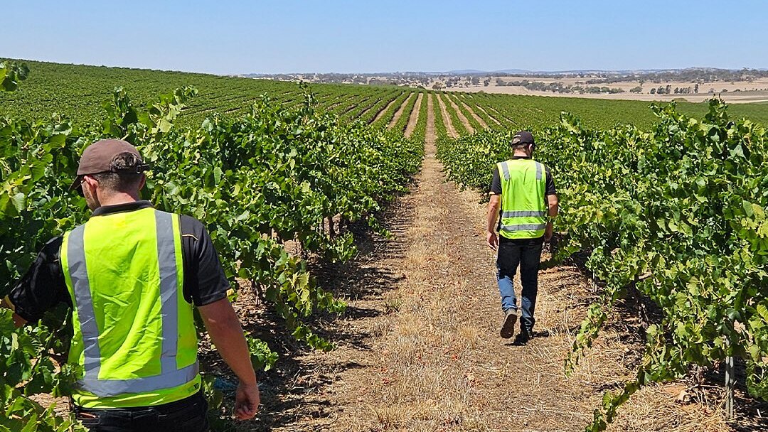 Taylors Wines threatens to move SA business overseas if tax changes go ...