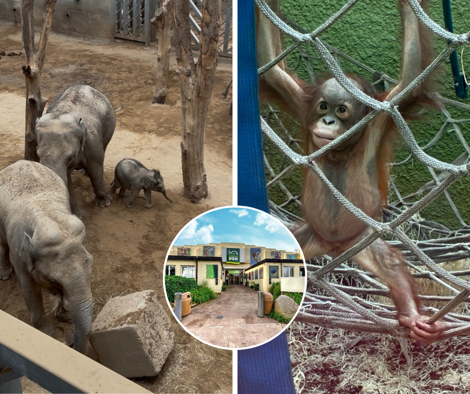'My heart was stolen' perfect day out at Blackpool Zoo