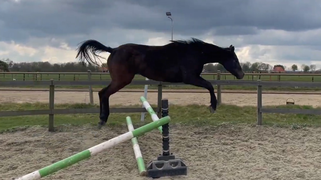 Hoe springen jonge paarden zonder ruiter?
