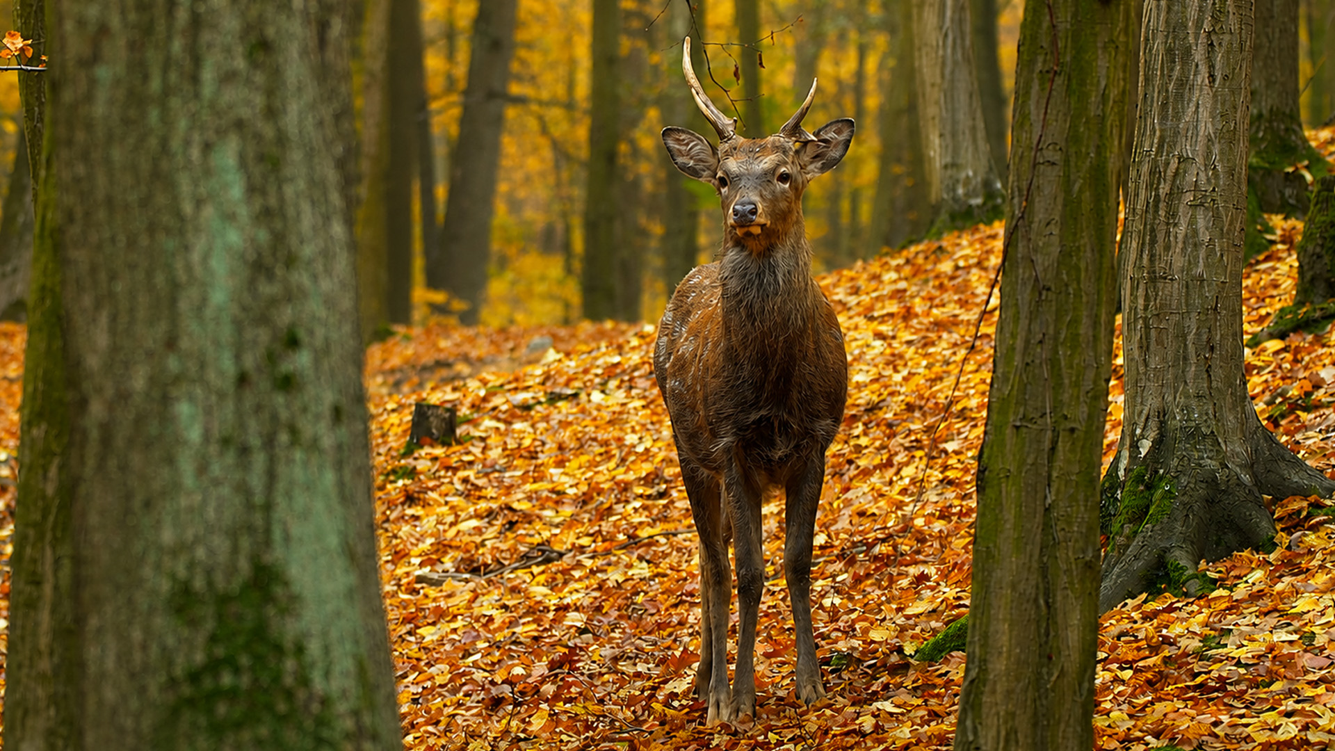 Un jeune cerf s’est arrêté devant une caméra cachée en forêt