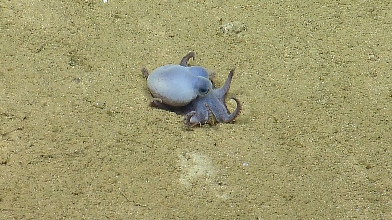 Klein wie ein Golfball: Forscher entdecken neue Oktopus-Art bei den ...