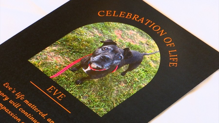 Animal advocates push for change following wrongful euthanasia of 12 ...