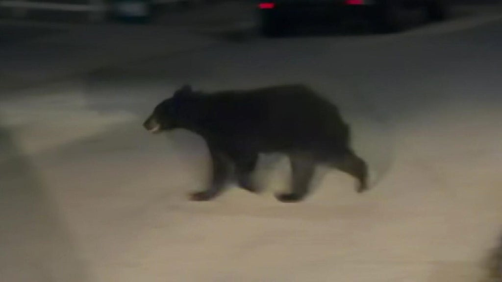 Black bear spotted wandering around Worcester, Massachusetts: "I was ...