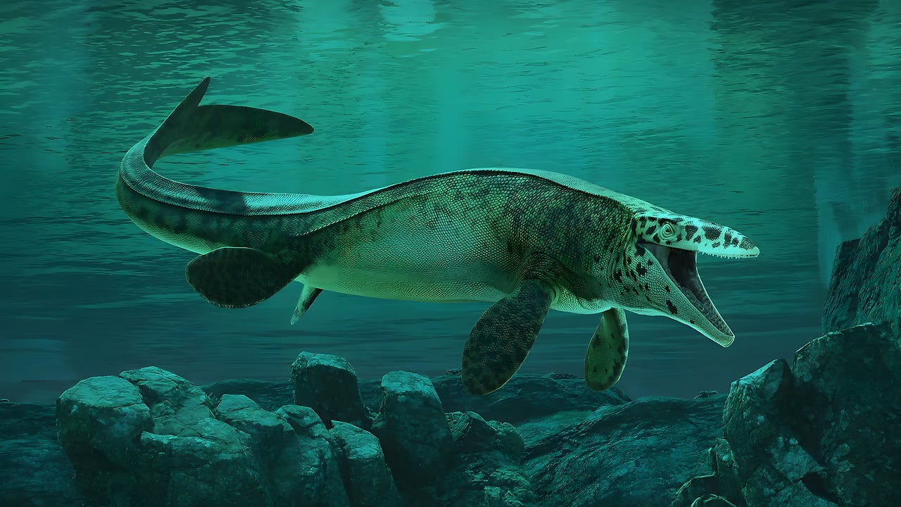 Marine 'T-Rex' species Tylosaurus rex larger than land counterpart