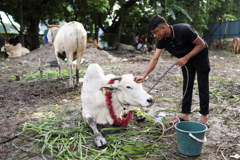 Man killed by buffalo during Eid al-Adha sacrificial ritual