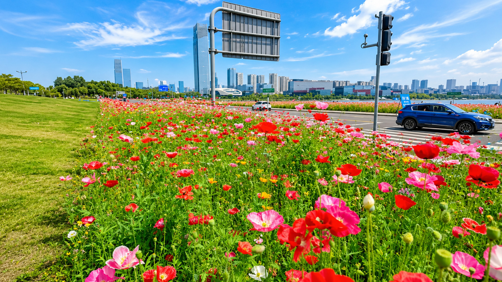 Wide flower fields stretch across roads near China’s modern city center
