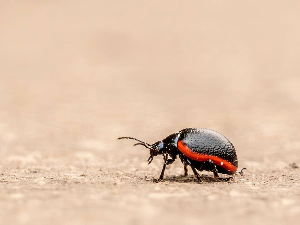 How to remove pests from your house without chemical sprays