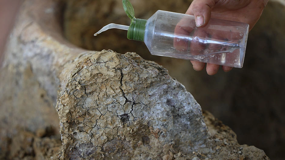 Kansas boy to display rare 80-million-year-old fossil
