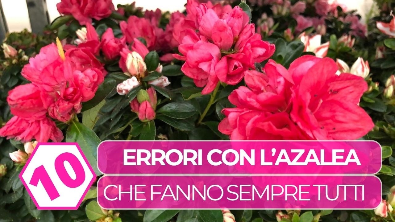 10 errori con l'azalea che fanno tutti