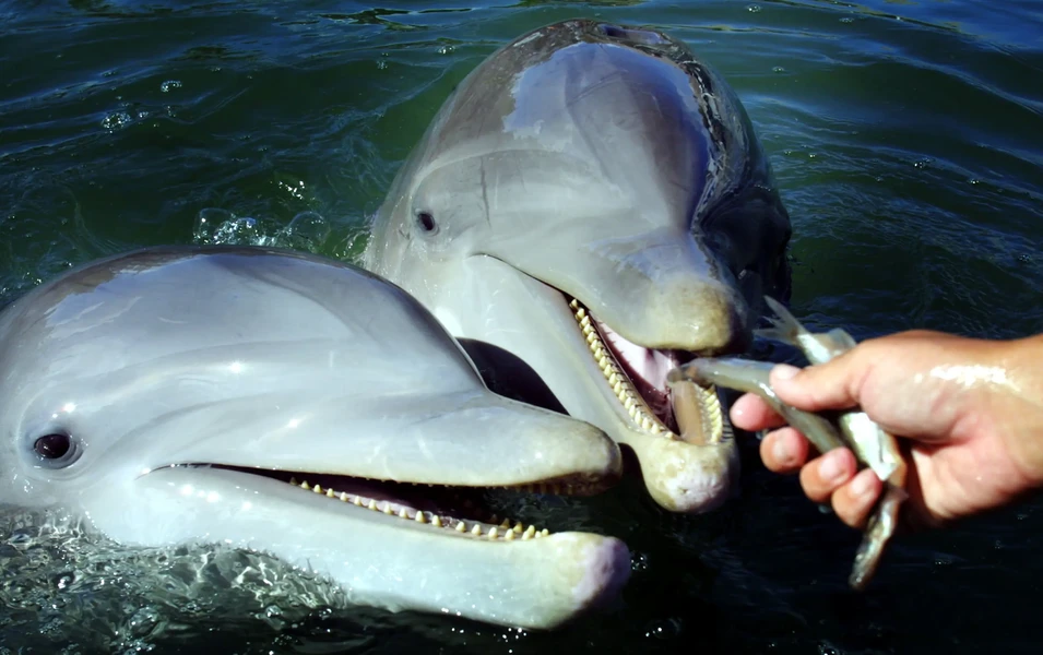 Human-linked foraging reshapes dolphin social ties over decades