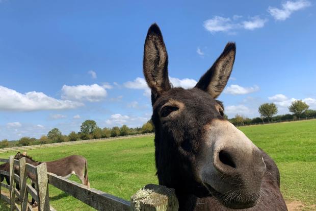 Villagers want to build enclosure for donkeys losing their home