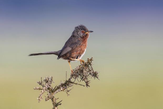 Rare songbird sees 44% increase in pairs counted on RSPB nature reserves