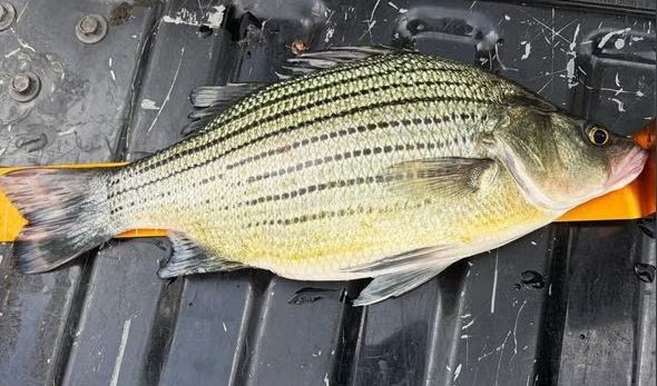 Cassville angler lands record yellow bass in Shell Knob