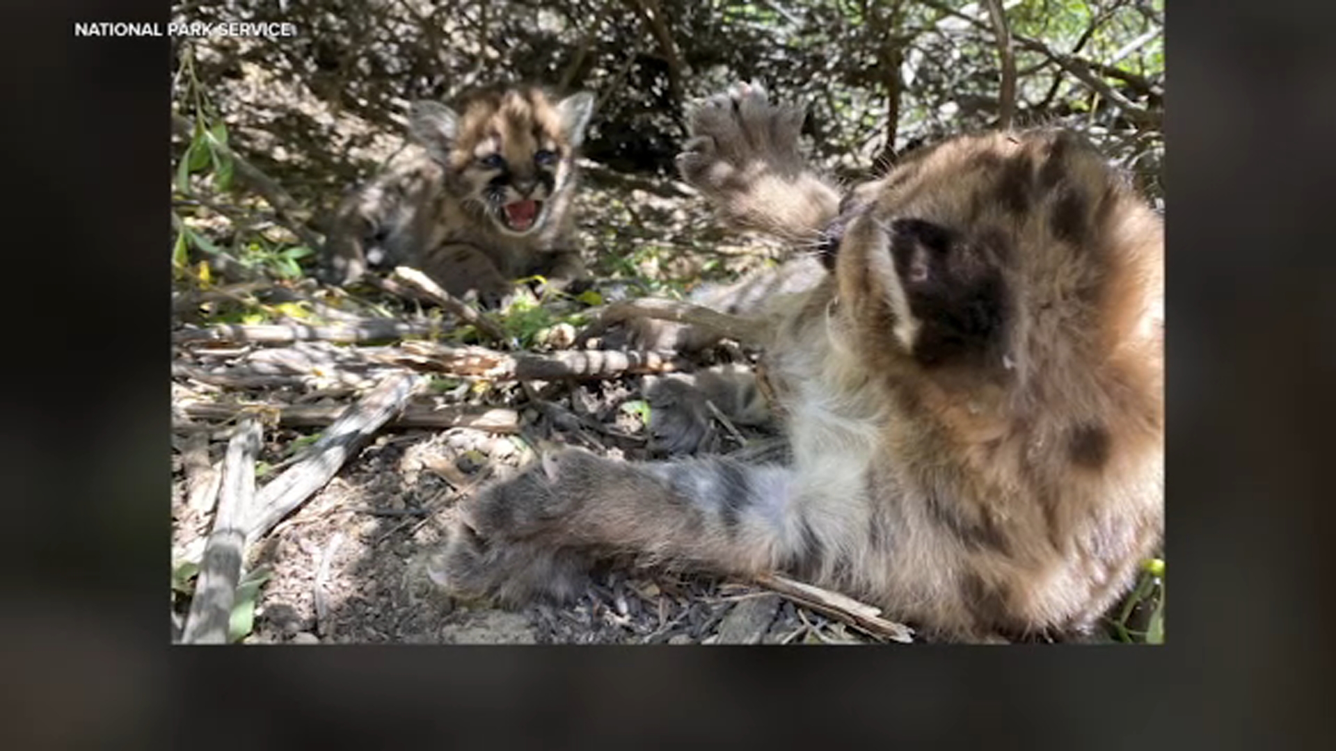 2 young mountain lions killed in 48 hours in separate vehicle crashes