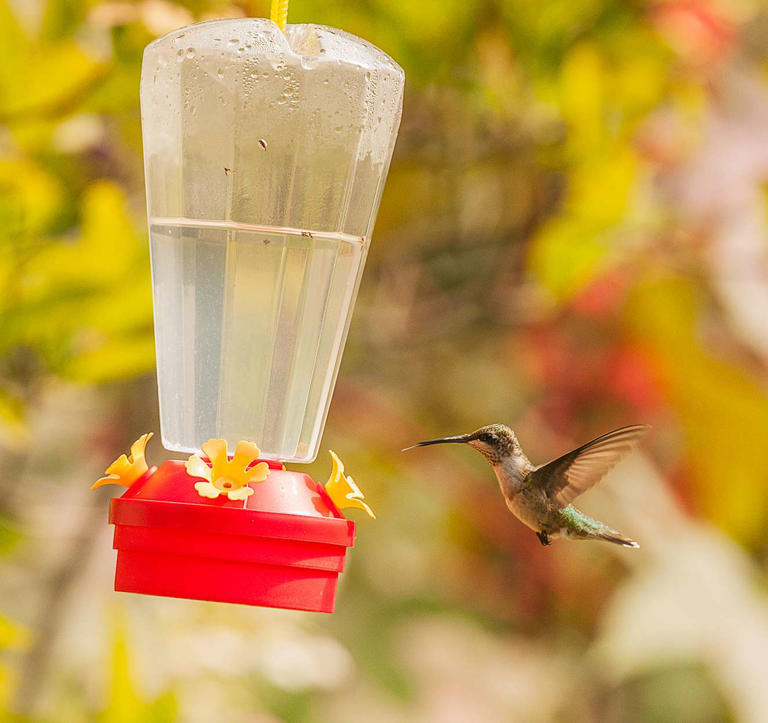 How to make your own hummingbird food with 2 simple ingredients