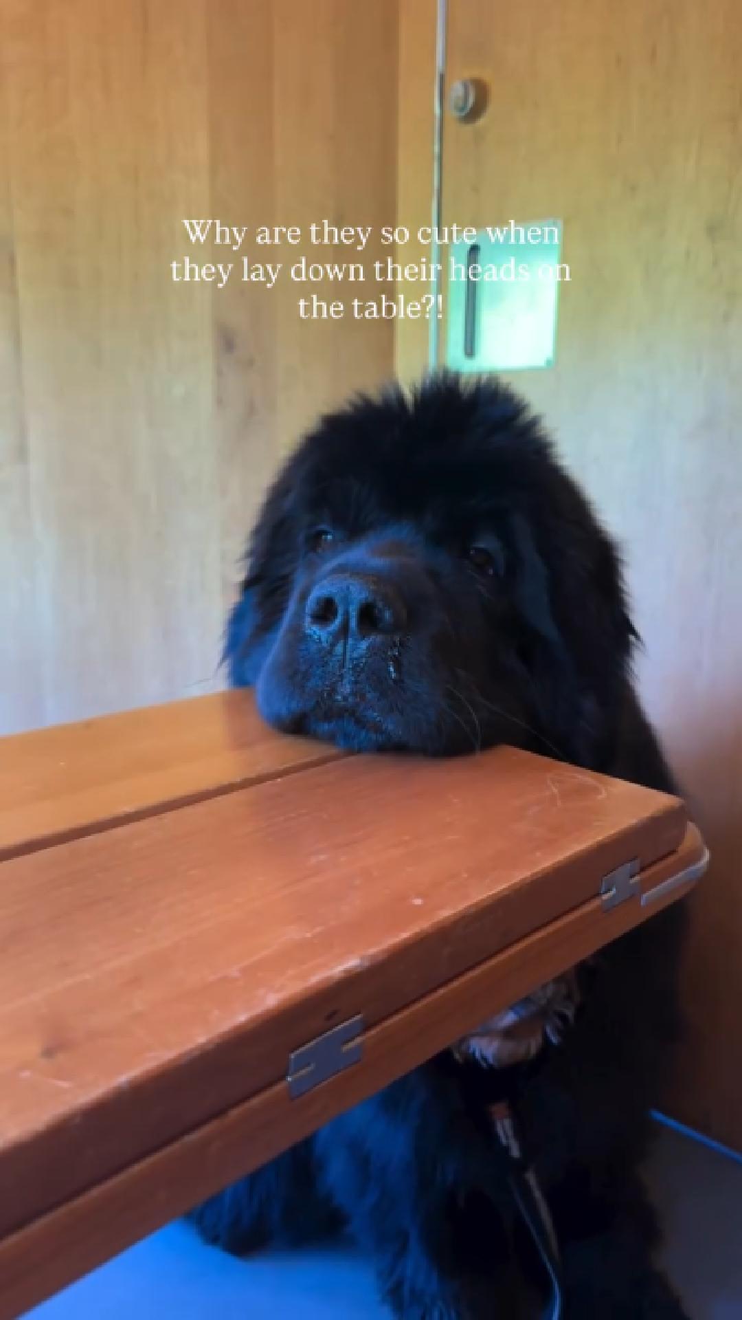 Why this dog pose melts hearts
