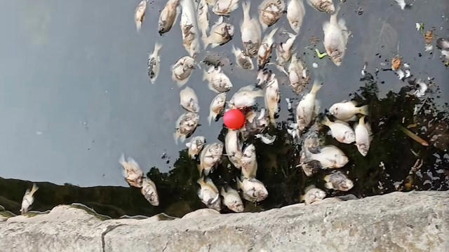 Hundreds of dead fish found floating in park pond after heat wave ...
