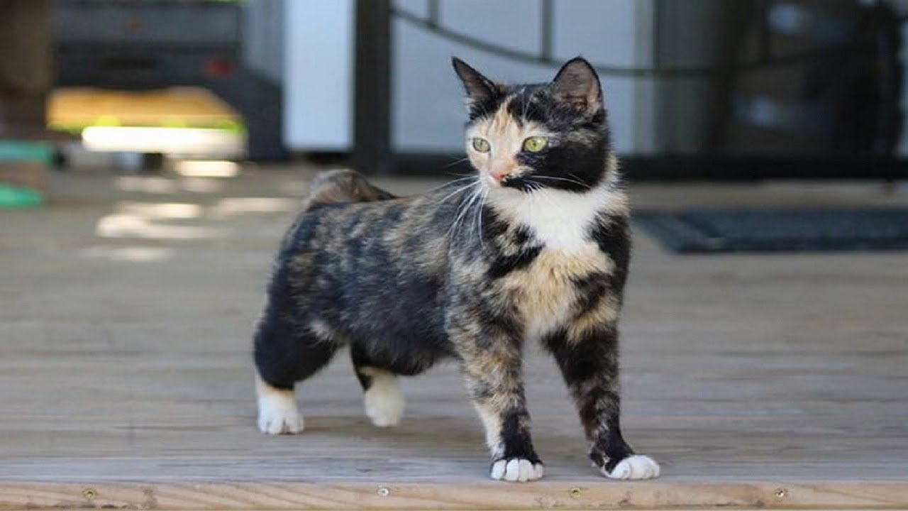 Mama cat brings her injured baby to a couple for help