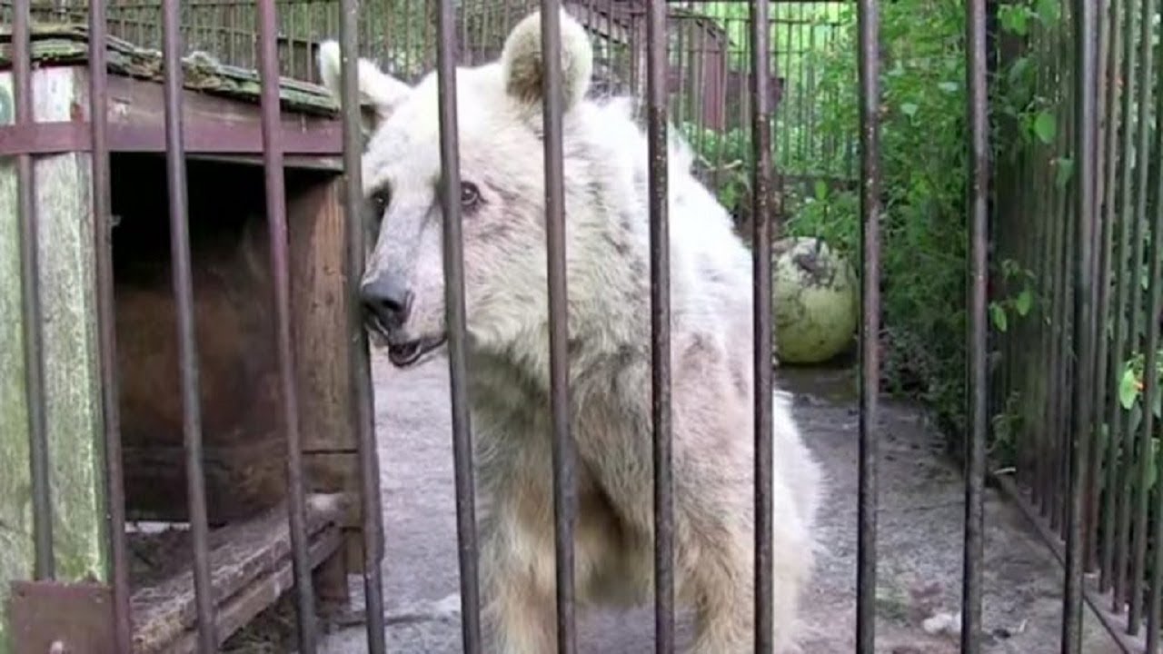Watch what happens when these bears that were caged for 20 years are ...