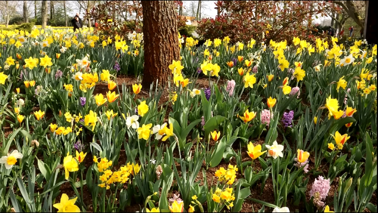 Why daffodils stop flowering 11 common reasons and how to bring them back