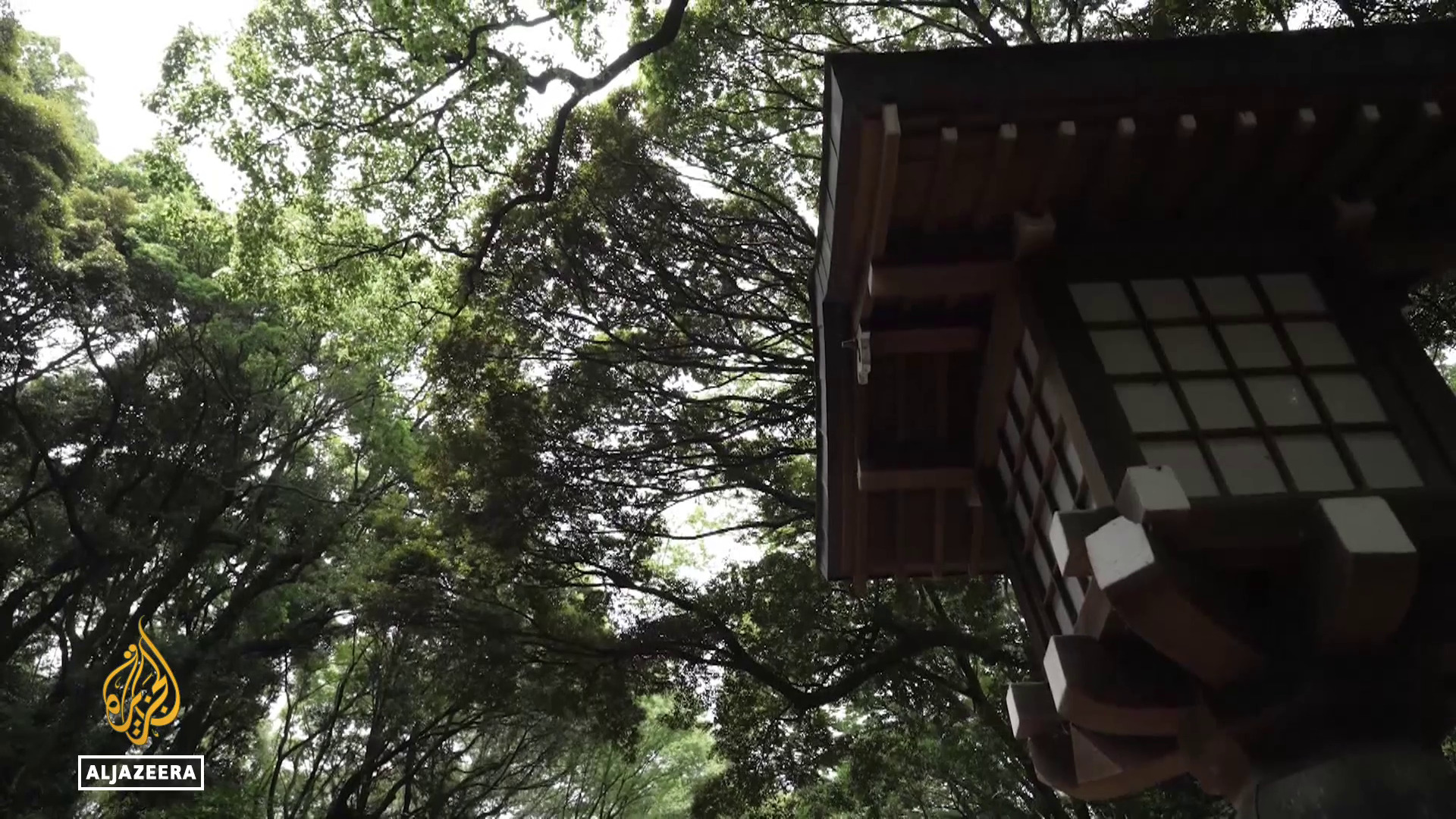 Japan tackles hay fever crisis: Allergy-causing cedar trees get the axe