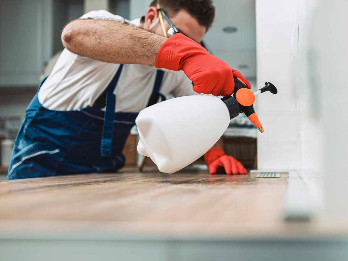 How to remove pests from your house without chemical sprays