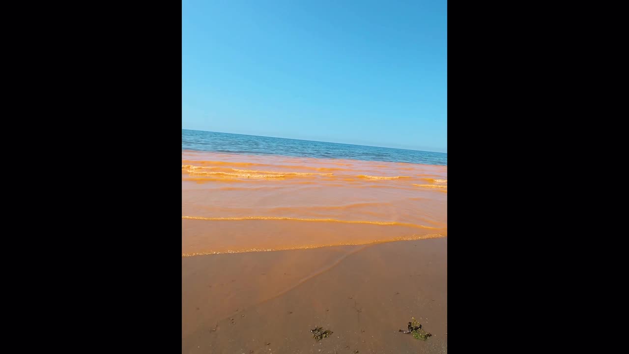 Bizarre orange waves wash up Welsh beach as heatwave triggers algae bloom