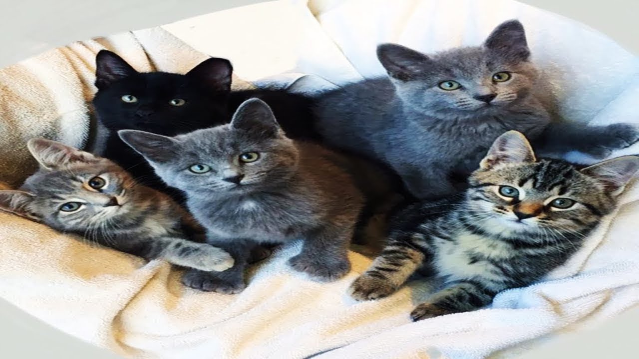 Construction rescues a litter of cats including two rare polydactyl kittens