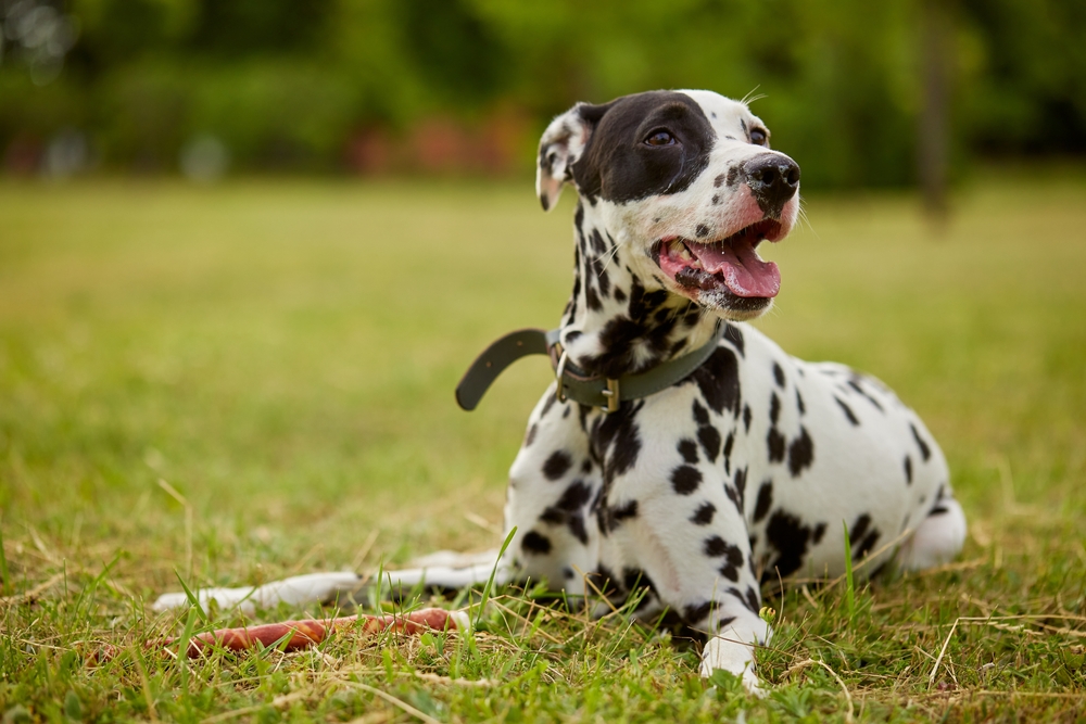 Rescue dog finally rests when her Dalmatian brother moves closer