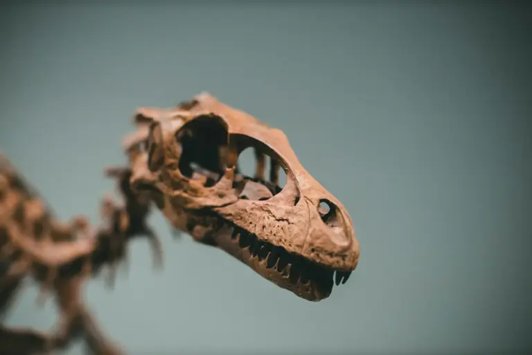 Descubren en China un ave prehistórica con una cola de plumas del doble ...
