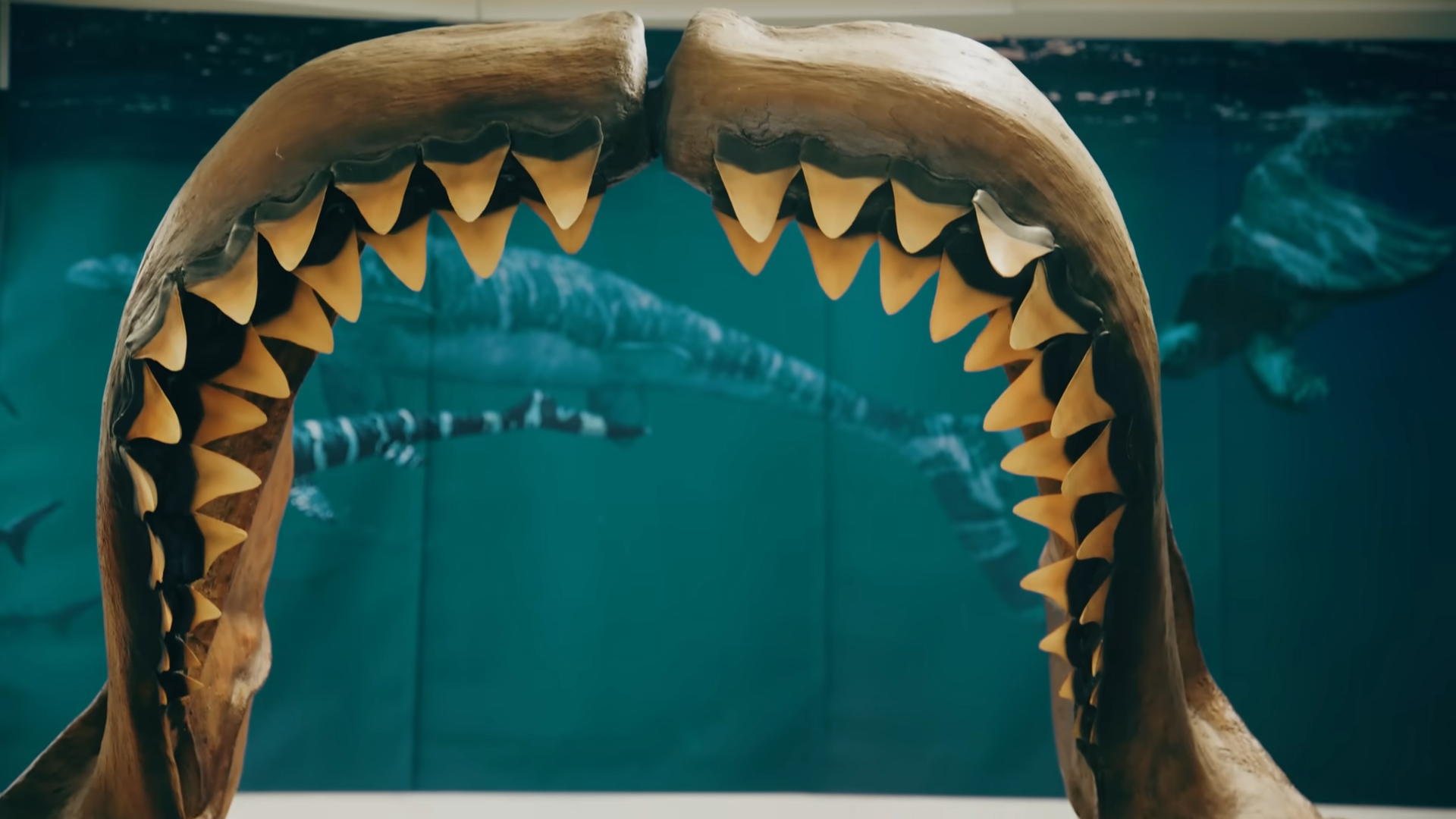 Scientists thought megalodon was a giant great white - then a 94-ton ...