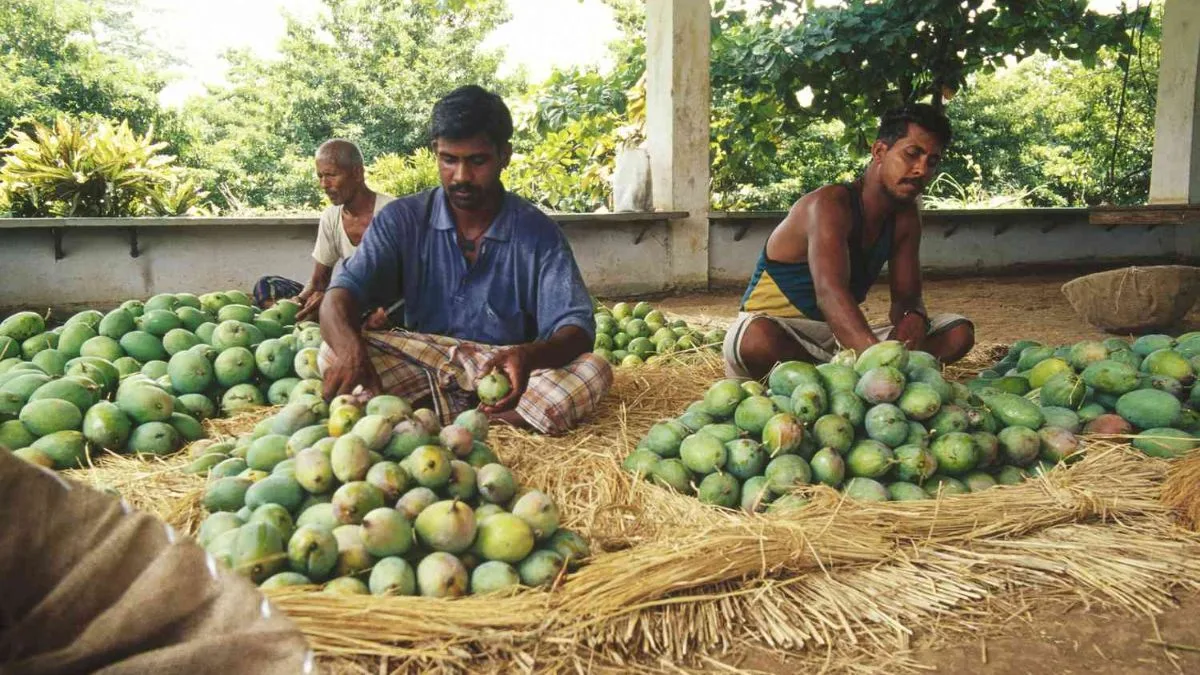Explained: Japan stops Indian mango imports; what happened and what it ...