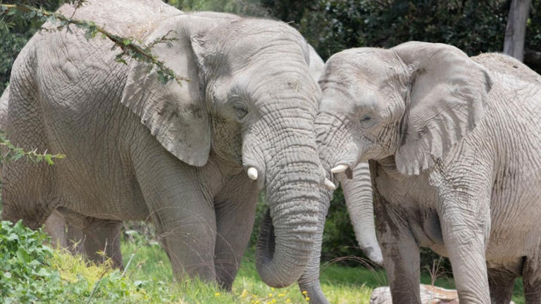Two female elephants 'elope' with wild herd from Corbett patrol camp at ...