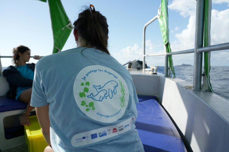 Mayotte : sur la piste des dugongs, mammifères mythiques en danger d ...