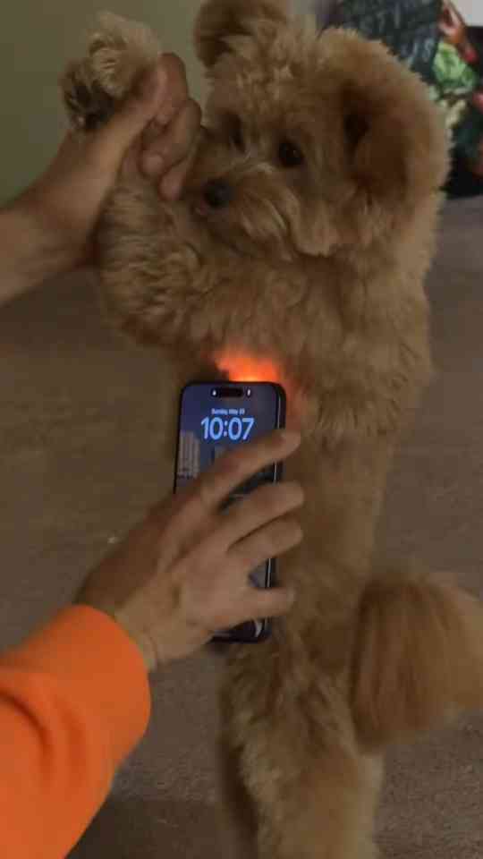 Barney gets a tick check after his walk