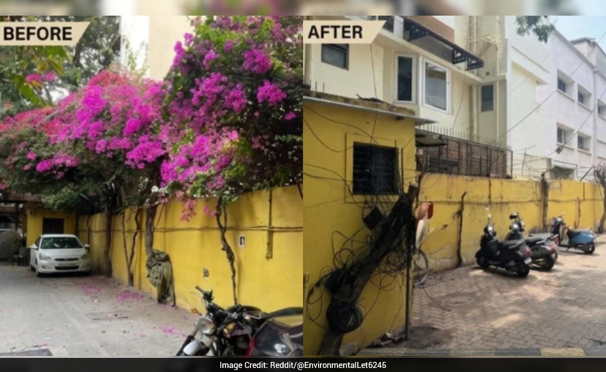 Bengaluru residents massacre 20-year-old trees to protect cars from ...