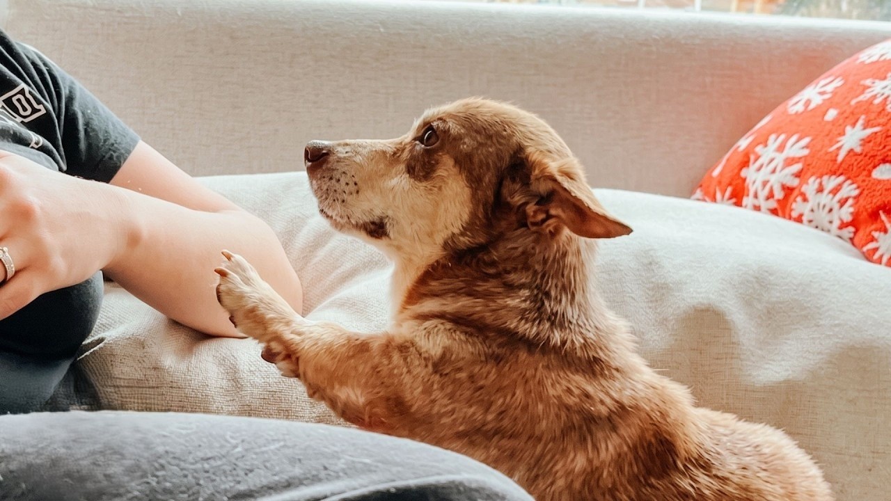 Scared dwarf dog didn’t trust anyone - until he found his one person