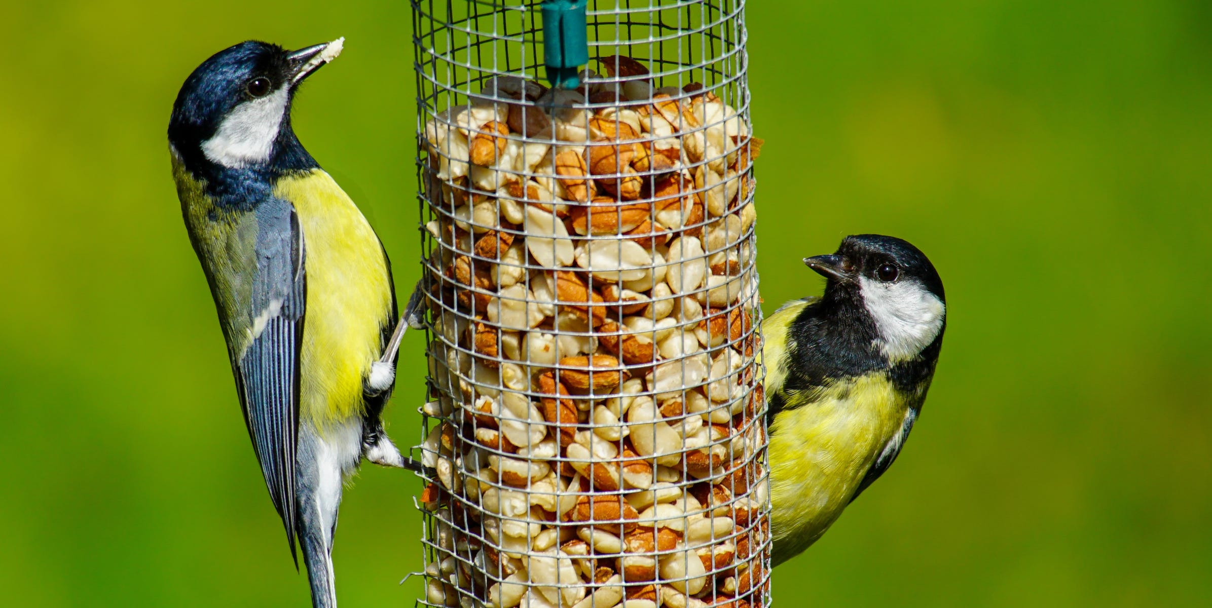 Should I take my bird feeder down in summer? What to know about feeding ...