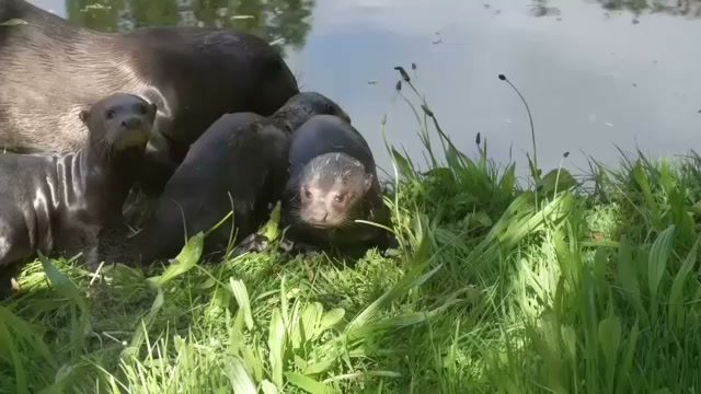 Rare otter pups go for first swim amid heatwave in England