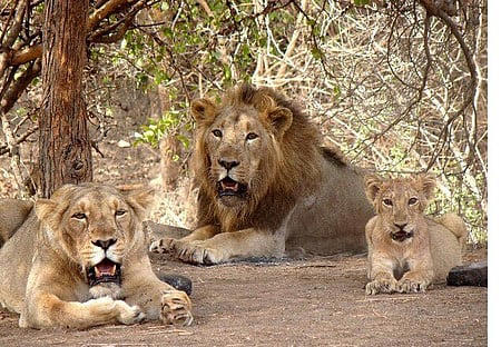 Eight Asiatic lion cubs dead, 22 lions isolated amid virus scare ...
