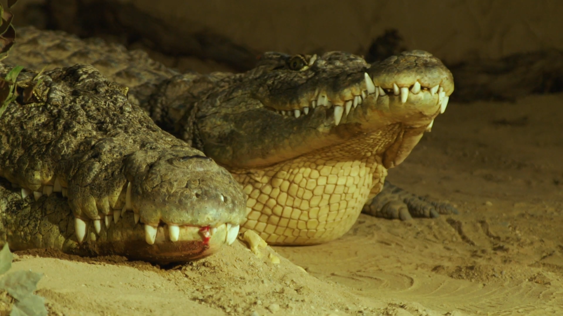 Watch what happens when a living dinosaur explodes from the water