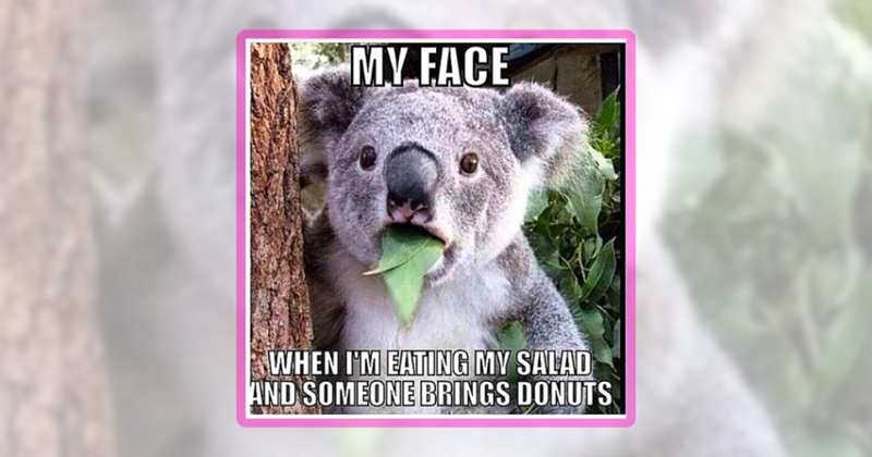 Friday feral fun featuring 27 funny wild animal memes