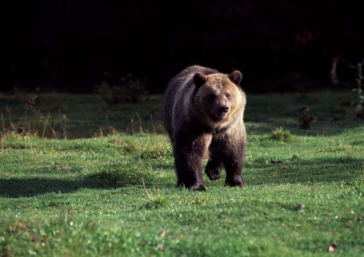 'We heard a scream': Another hiker reportedly attacked by bear in ...