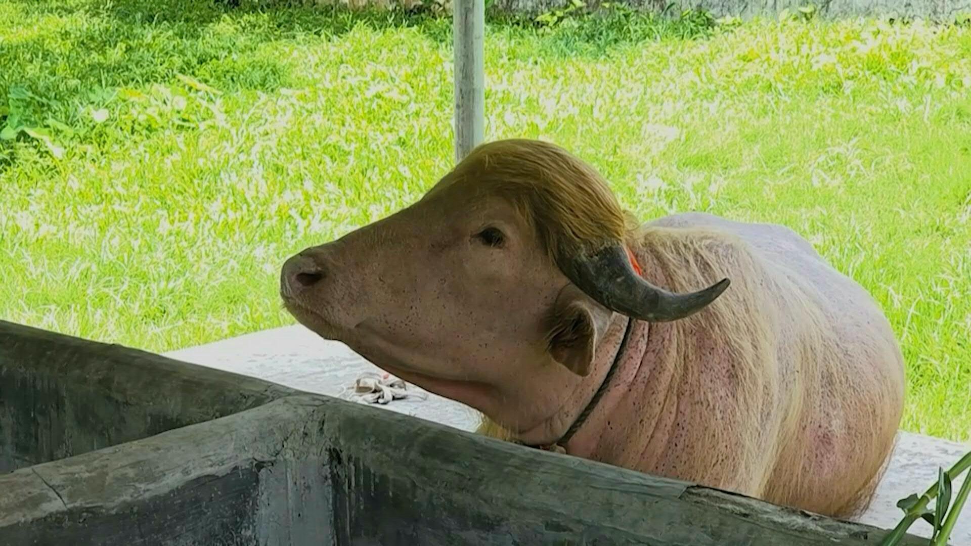 Le buffle « Donald Trump » épargné et envoyé au zoo